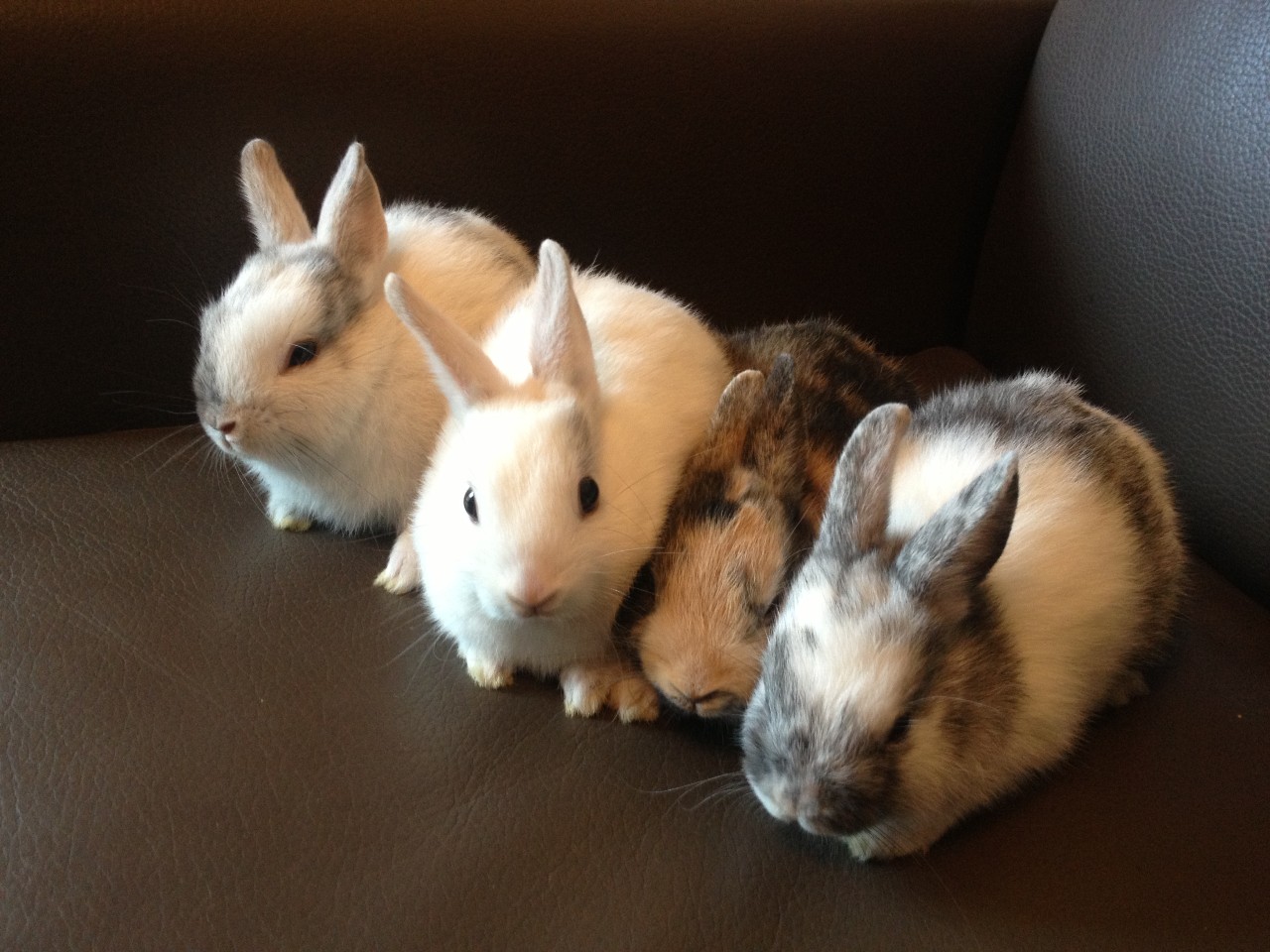 Lapereaux à vendre :: Mon amour de lapin