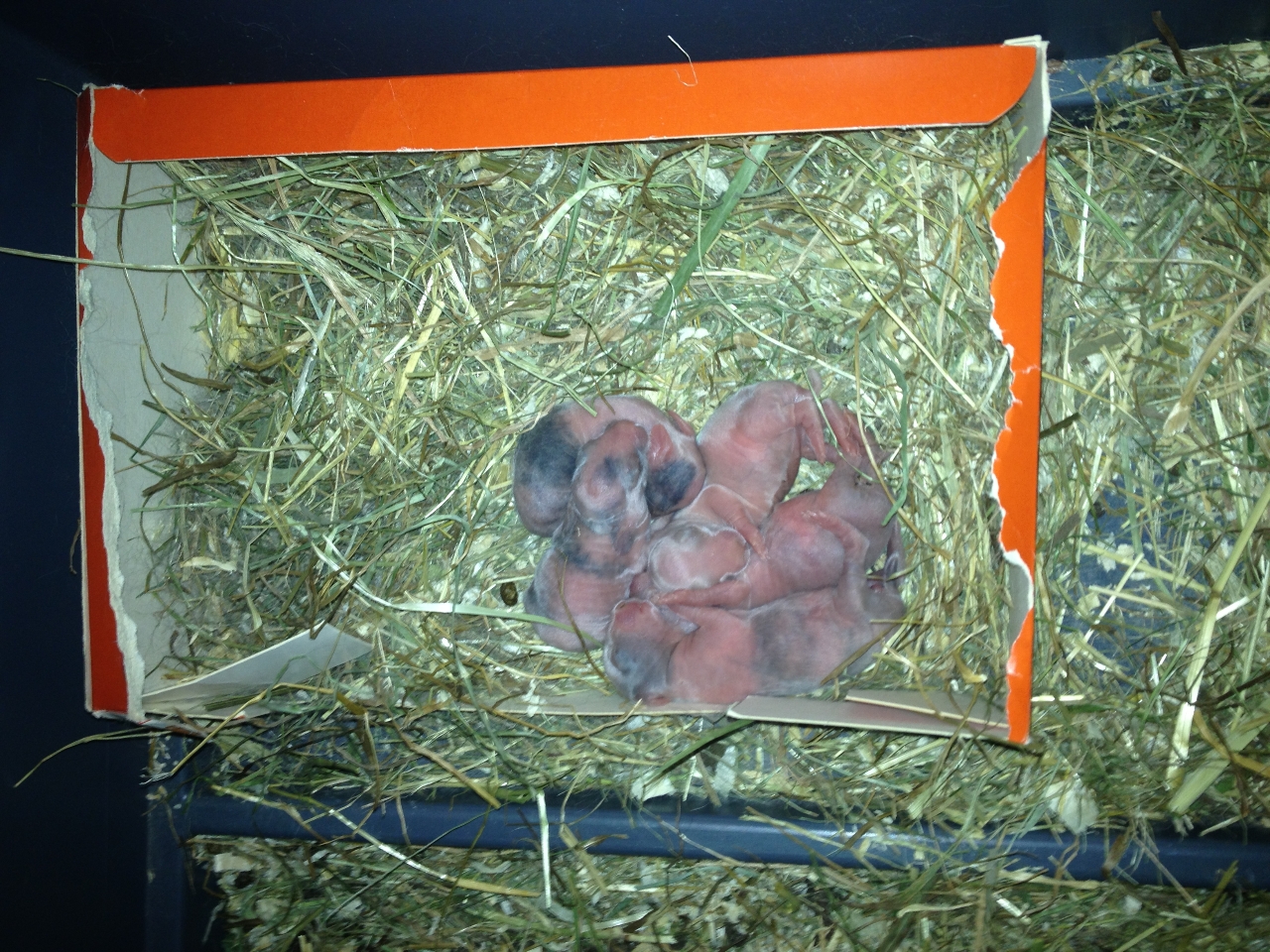 Evolution des lapereaux :: Mon amour de lapin