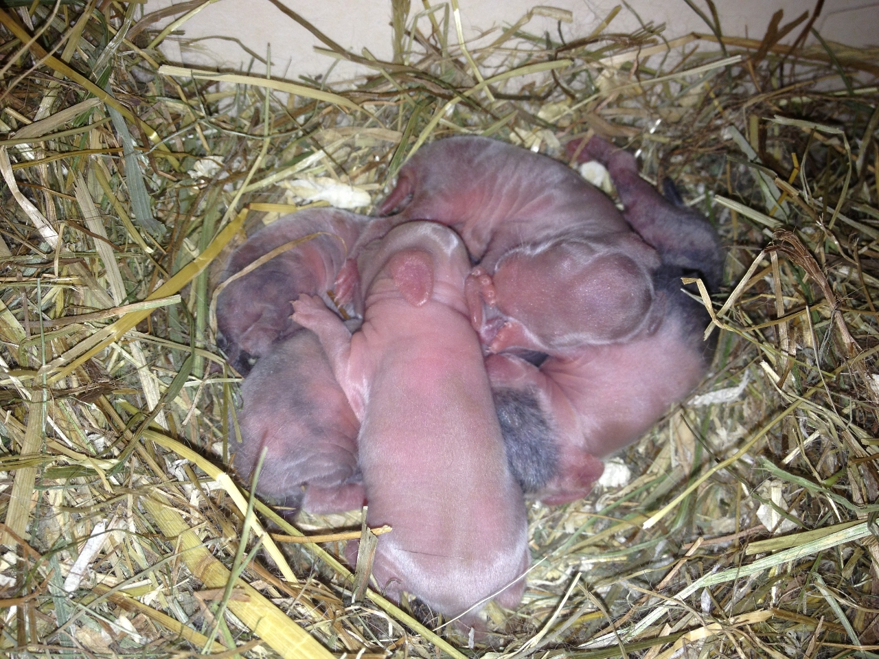 Evolution des lapereaux :: Mon amour de lapin