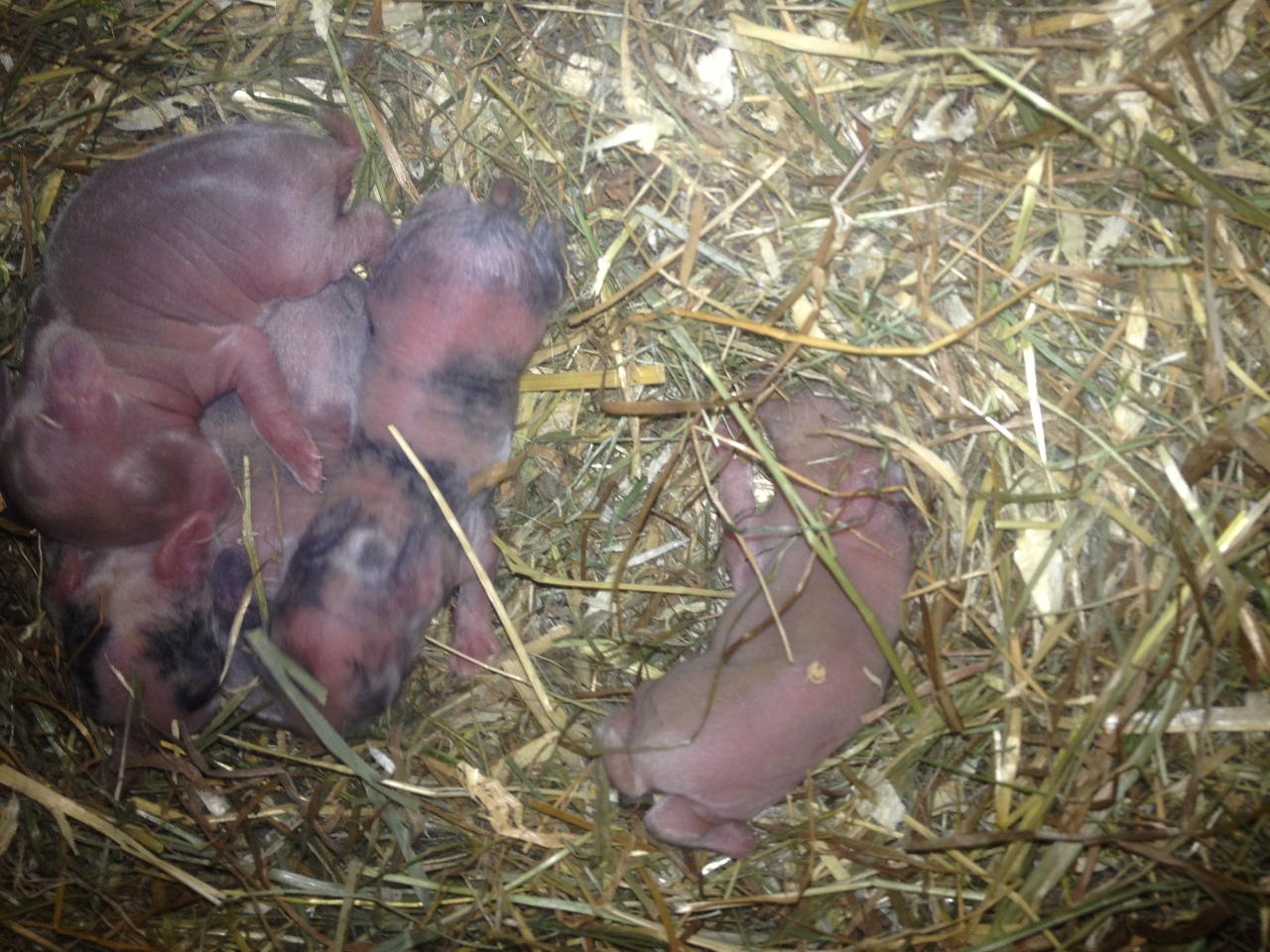 Evolution des lapereaux :: Mon amour de lapin