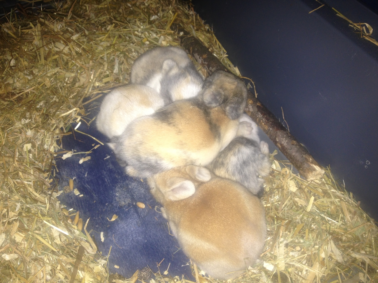 Evolution des lapereaux :: Mon amour de lapin