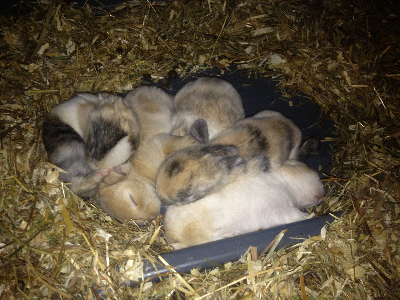Evolution des lapereaux :: Mon amour de lapin