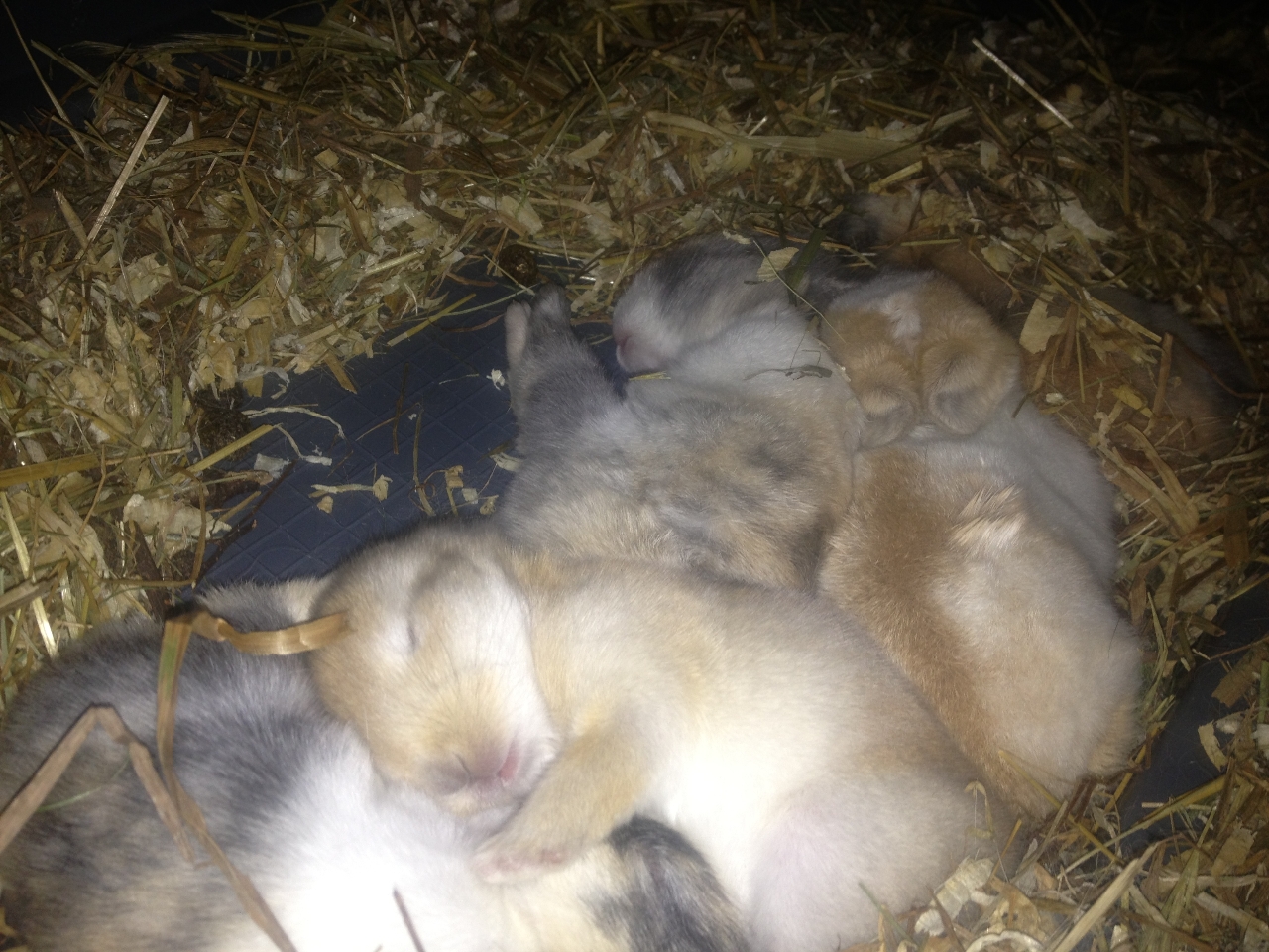 Evolution des lapereaux :: Mon amour de lapin