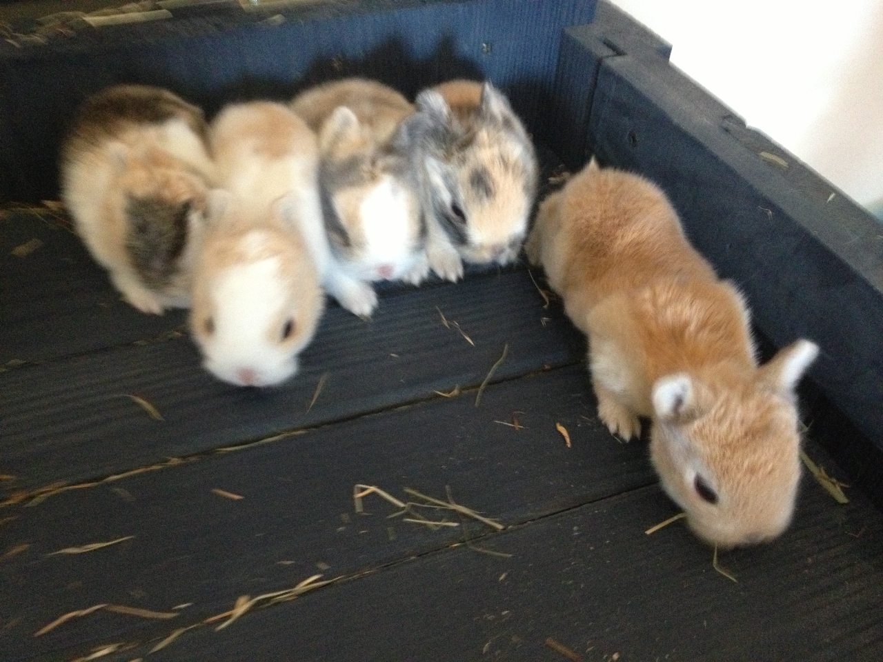 Evolution des lapereaux :: Mon amour de lapin